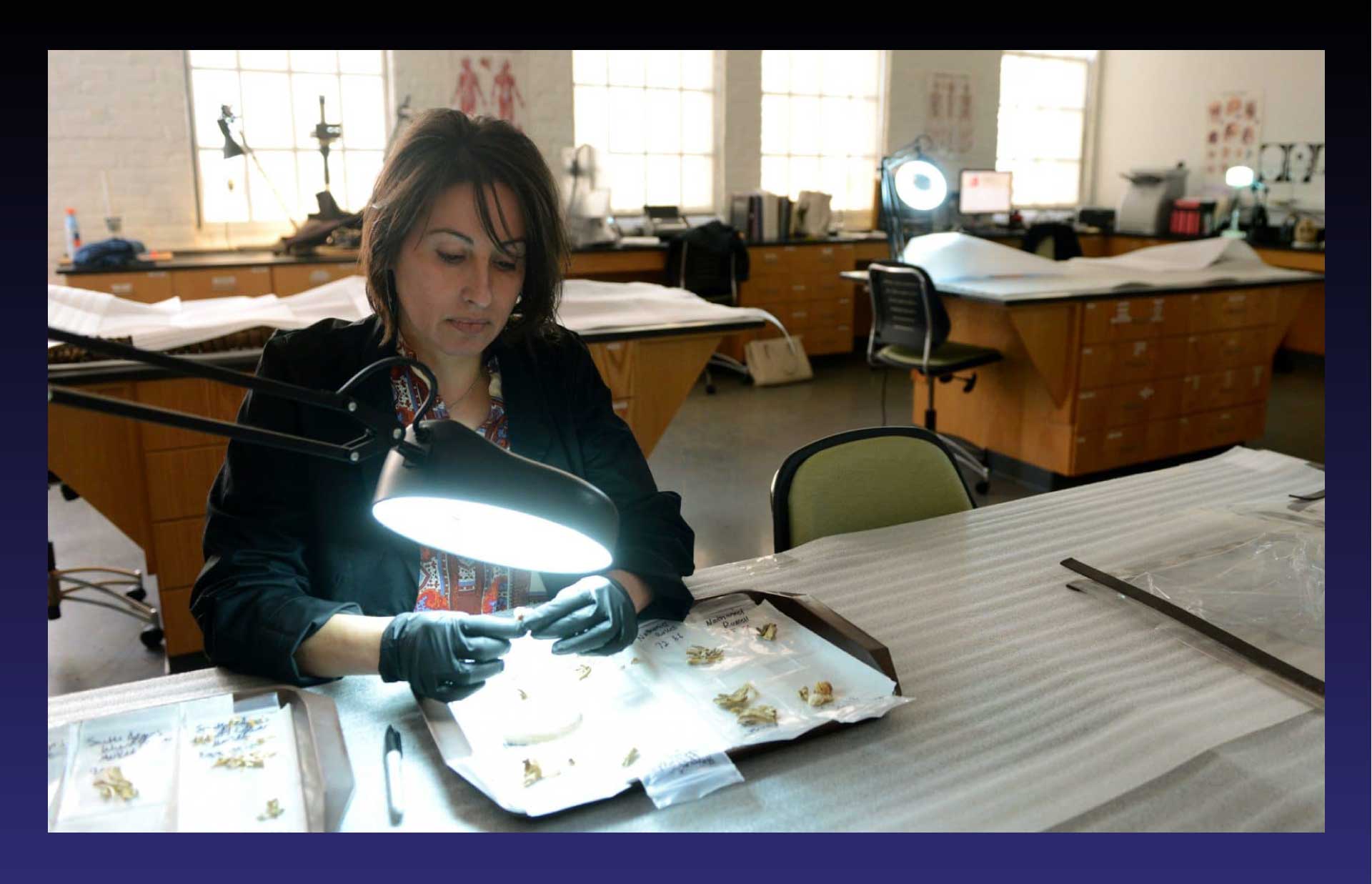 Modern Perspectives on Human Variation in Forensic Anthropology ...